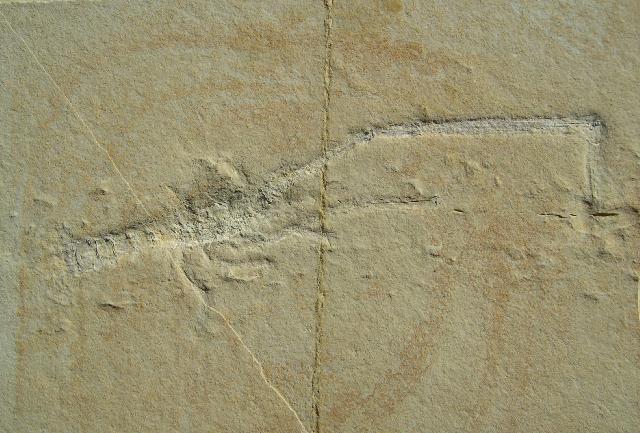 Mecochirus longimanatus SCHLOTHEIM, 1820 - Die Fossilien von Solnhofen