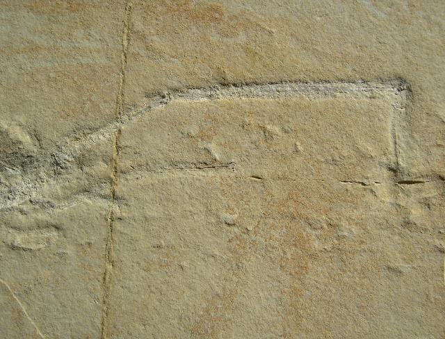 Mecochirus longimanatus SCHLOTHEIM, 1820 - Die Fossilien von Solnhofen