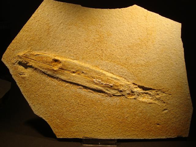 Plesioteuthis prisca RUEPPEL, 1829 - Die Fossilien von Solnhofen