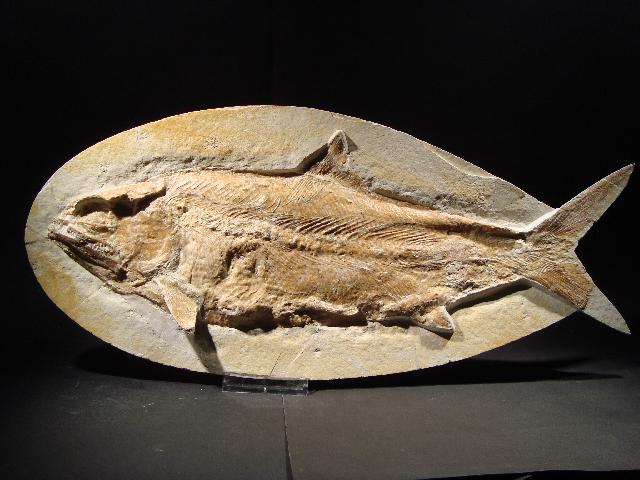 Caturus sp. - Die Fossilien von Solnhofen