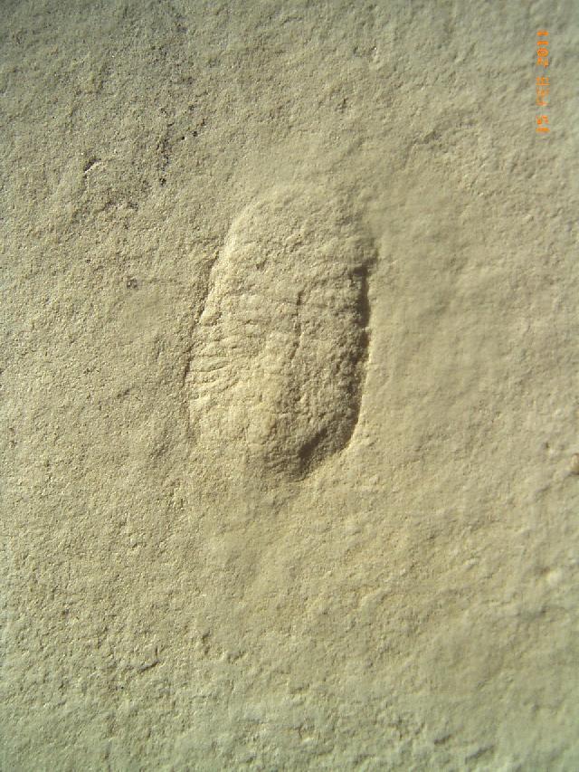 Archaeoniscus sp cf. WESTWOOD - Die Fossilien von Solnhofen