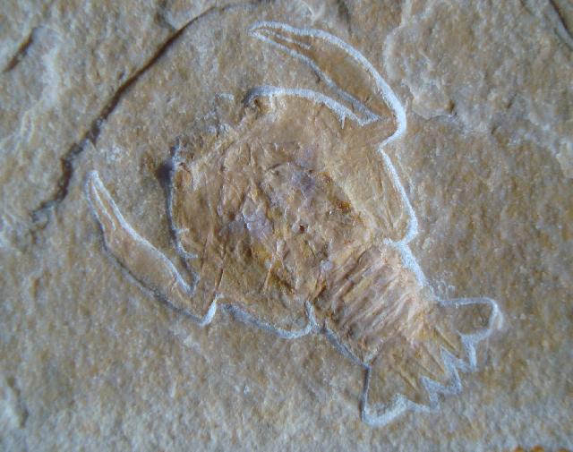 Cycleryon elongatus MUENSTER, 1839 - Die Fossilien von Solnhofen