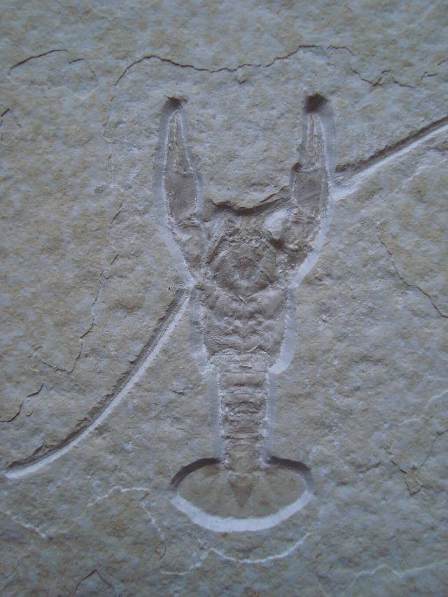 Eryma modestiforme SCHLOTHEIM, 1822 - Die Fossilien von Solnhofen