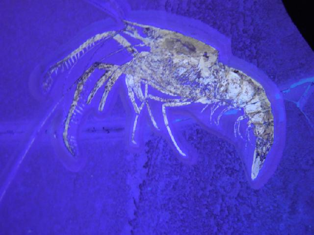 Aeger insignis - Die Fossilien von Solnhofen