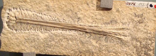 Ctenochasma gracile - Die Fossilien von Solnhofen