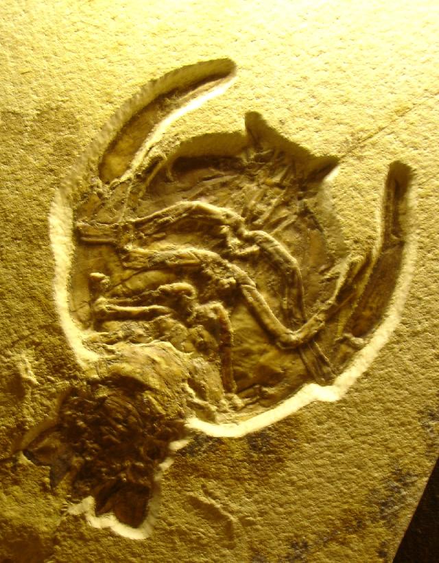 Cycleryon propinquus SCHLOTHEIM - Die Fossilien von Solnhofen