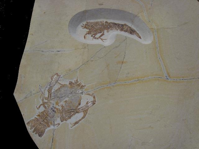 Cycleryon und Antrimpos - Die Fossilien von Solnhofen