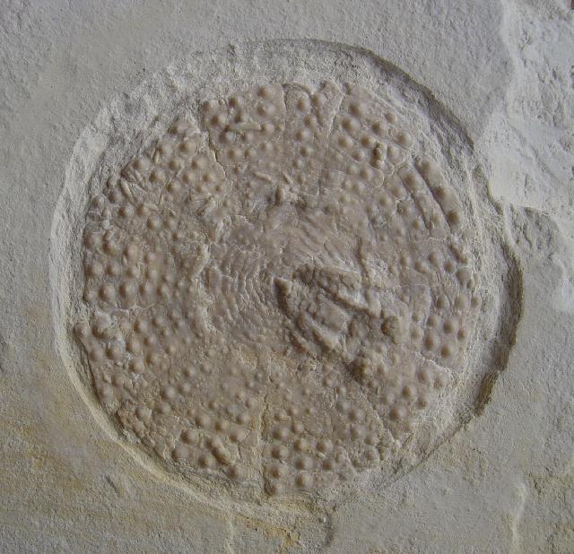 Seeigel sp. - Die Fossilien von Solnhofen