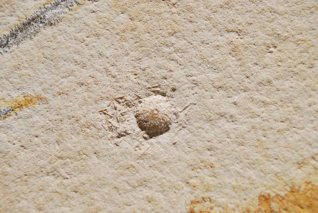 Seeigel sp. - Die Fossilien von Solnhofen