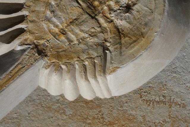 Mesolimulus walchi DESMAREST, 1822 - Die Fossilien von Solnhofen