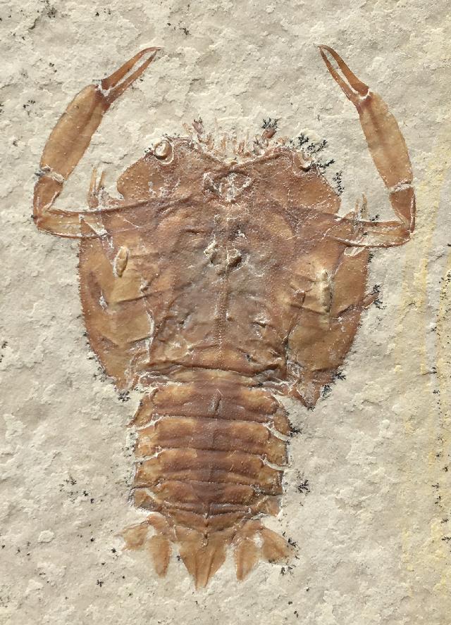 Cycleryon elongatus MUENSTER, 1839 - Die Fossilien von Solnhofen