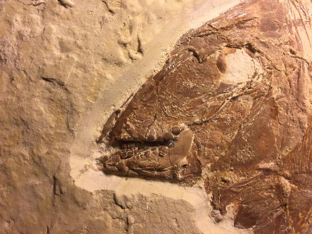 Proscinetes bernardi - Die Fossilien von Solnhofen