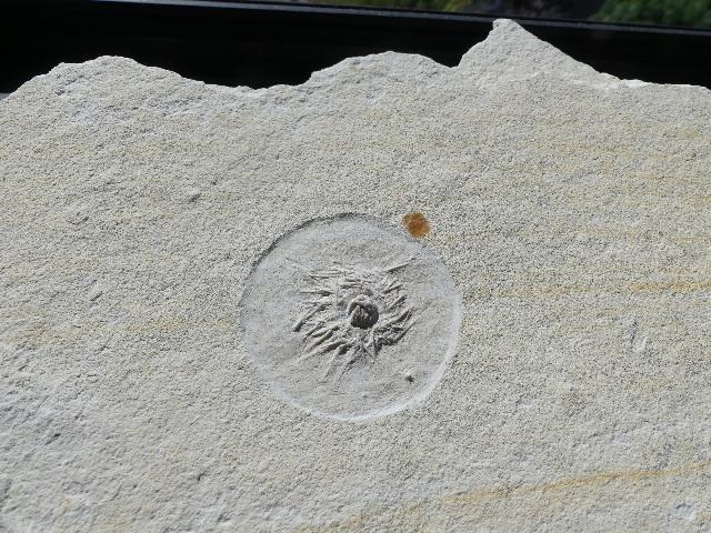 Seeigel sp. - Die Fossilien von Solnhofen