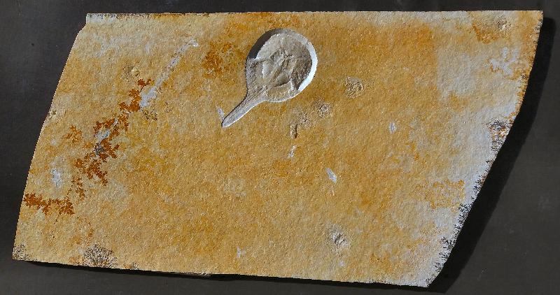 Mesolimulus walchi DESMAREST, 1822 - Die Fossilien von Solnhofen