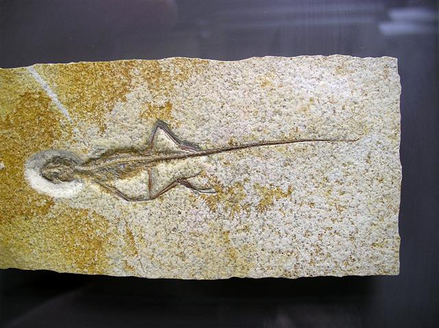 Homoeosaurus maximiliani MEYER, 1847 - Die Fossilien von Solnhofen