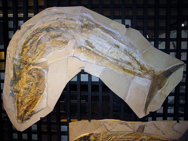 Asthenocormus titanius WAGNER, 1863 - Die Fossilien von Solnhofen