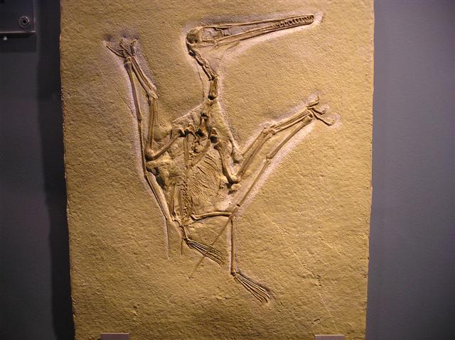 Pterodactylus kochi (diopecephalus) WAGNER, 1837 - Die Fossilien von ...